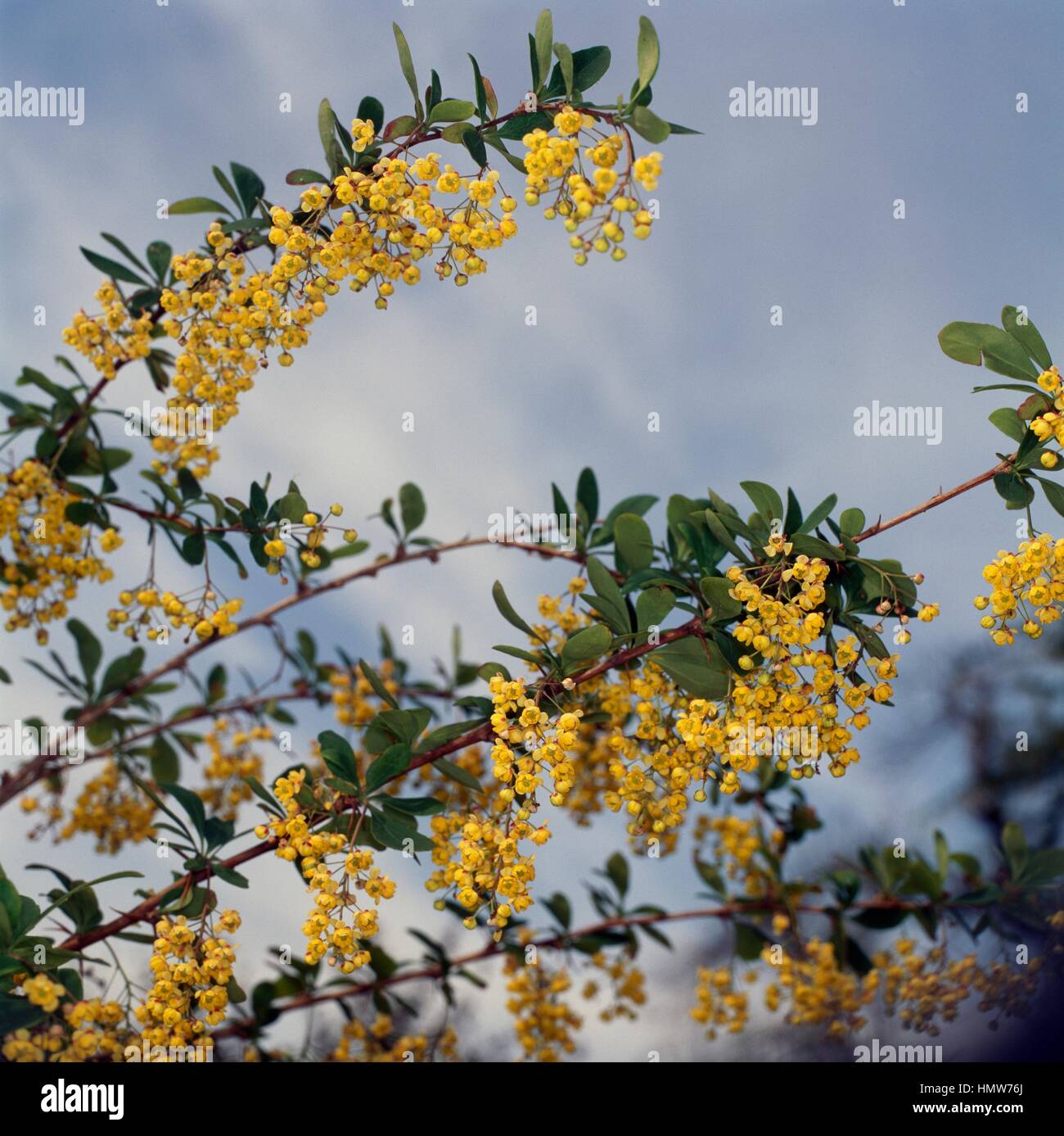 American barberry berberis canadensis hi-res stock photography and ...