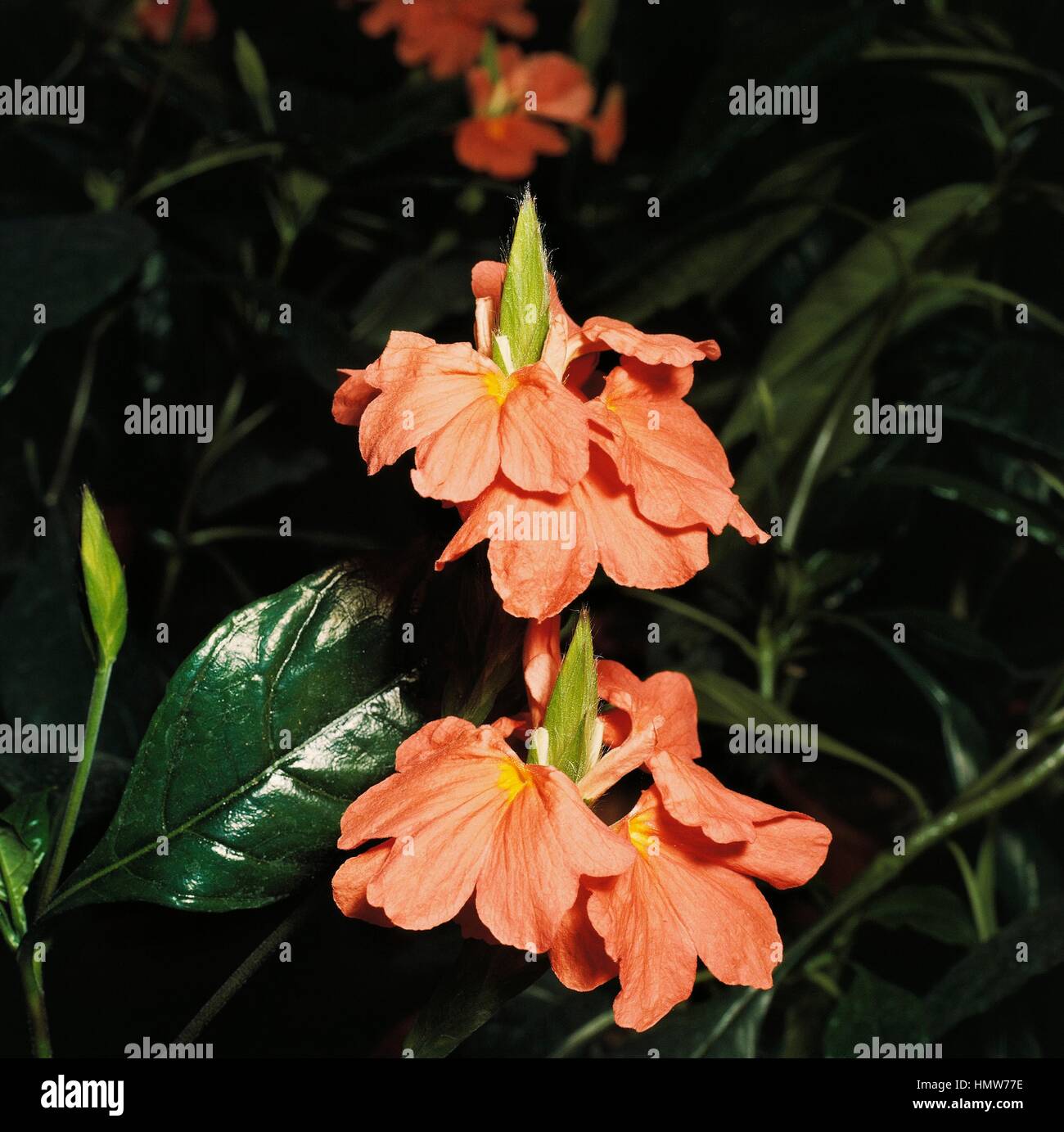 Crossandra plant pot hi-res stock photography and images - Alamy