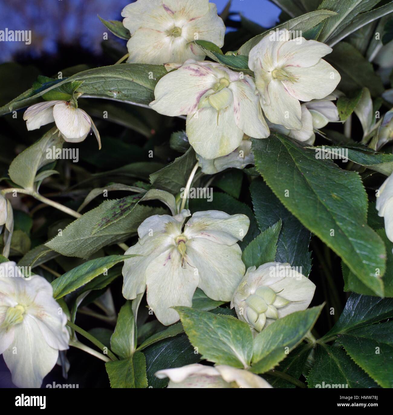 Helleborus orientalis white swan hi-res stock photography and images ...