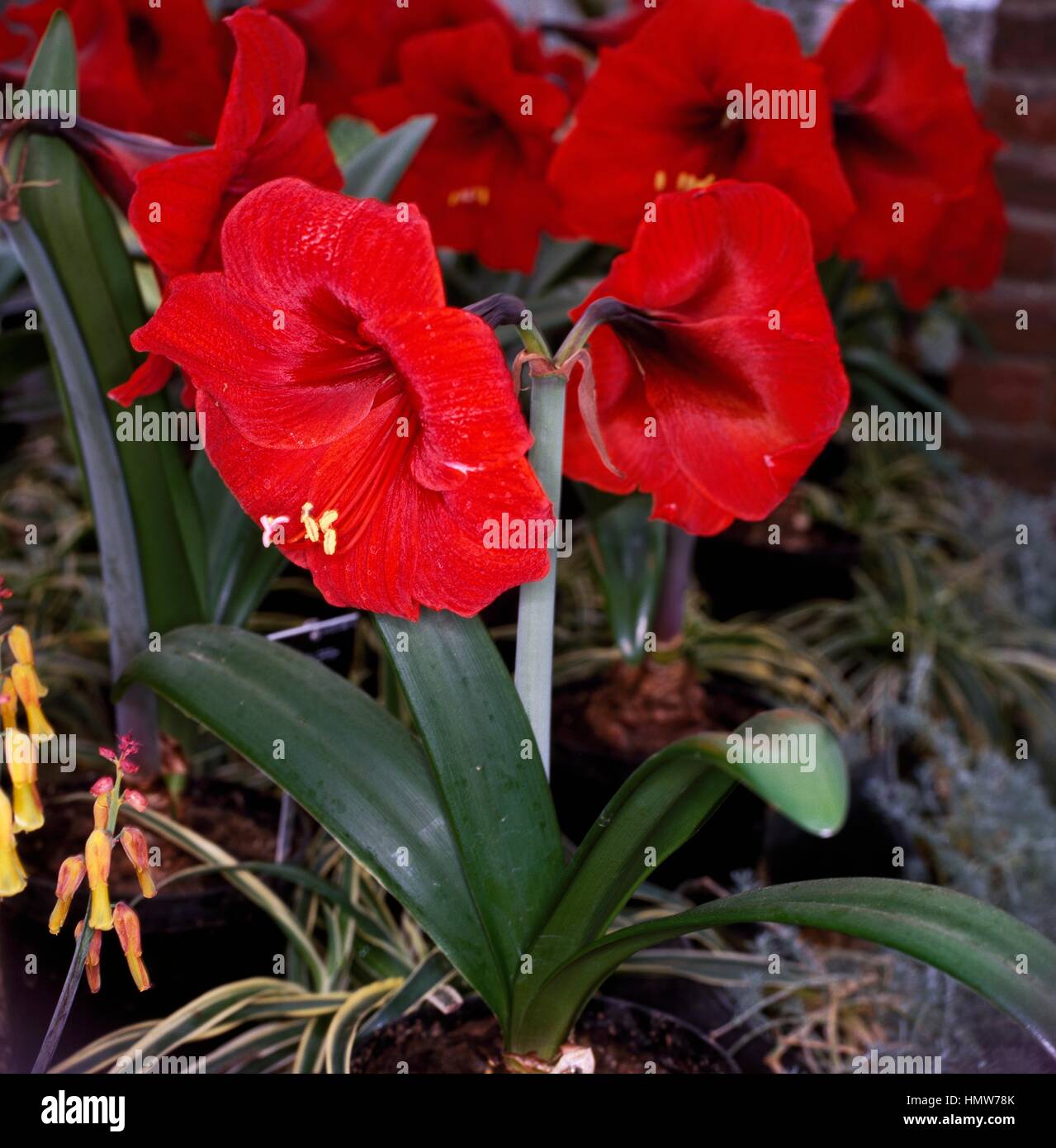 Hippeastrum vittatum Red Lion, Amaryllidaceae Stock Photo - Alamy