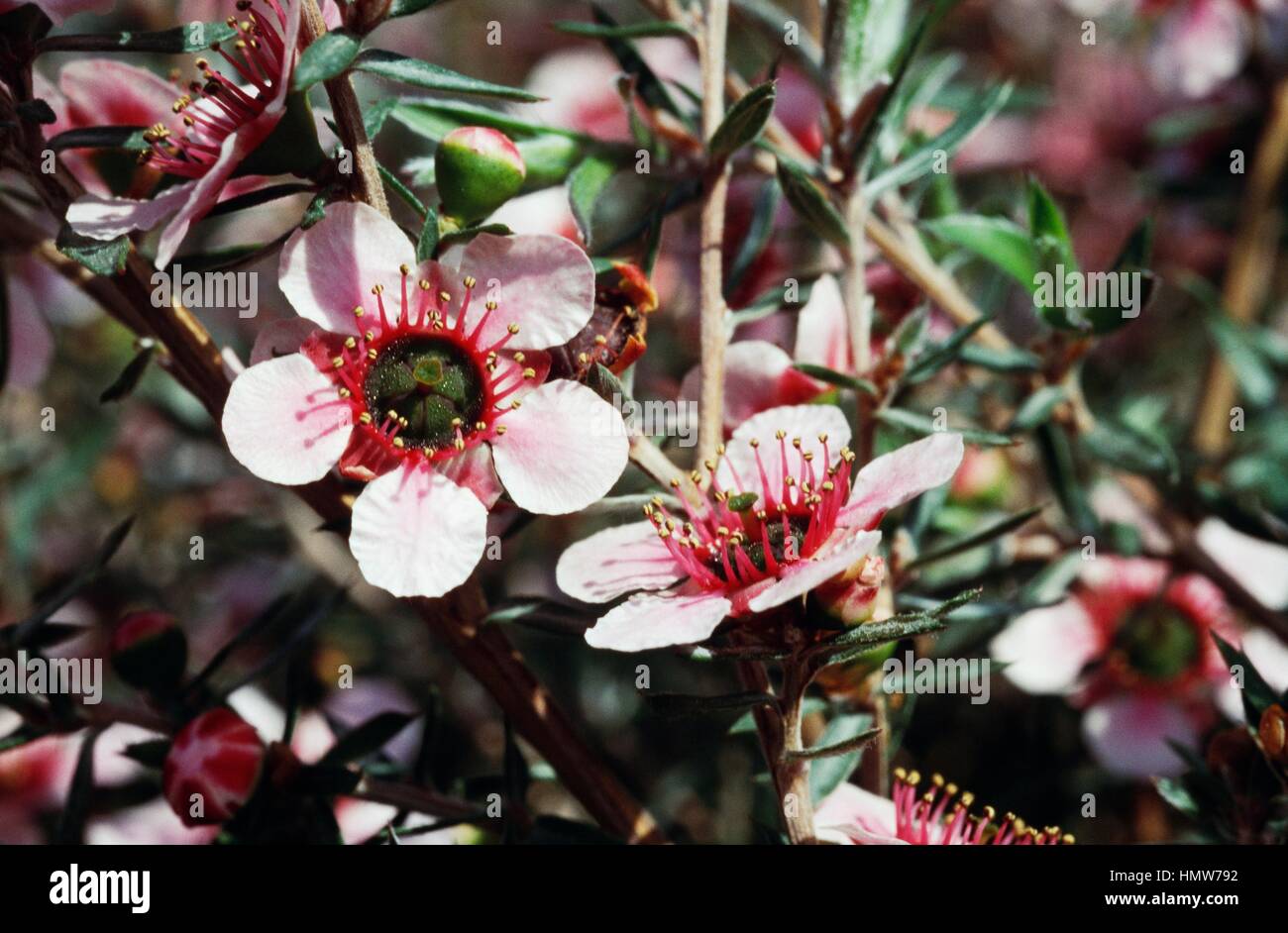 New Zealand Tea or Manuka (Leptospermum scoparium), Myrtaceae Stock ...