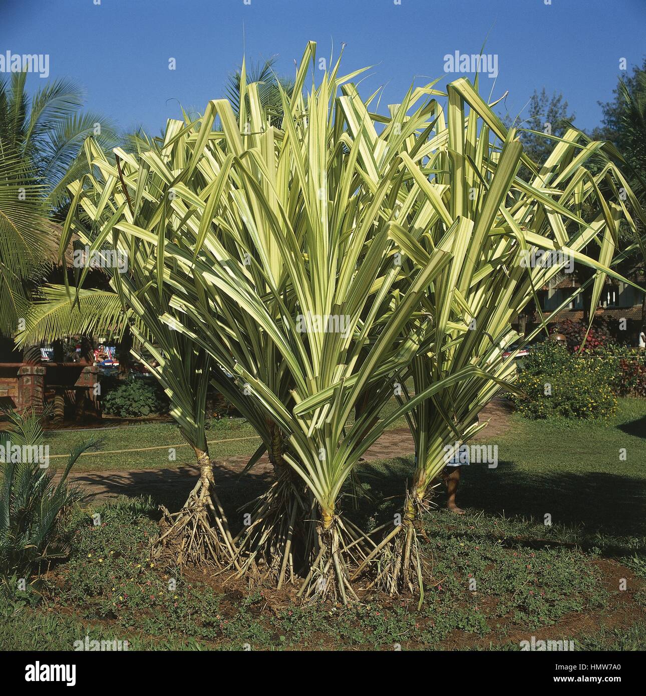 Padanus sanderi hi-res stock photography and images - Alamy