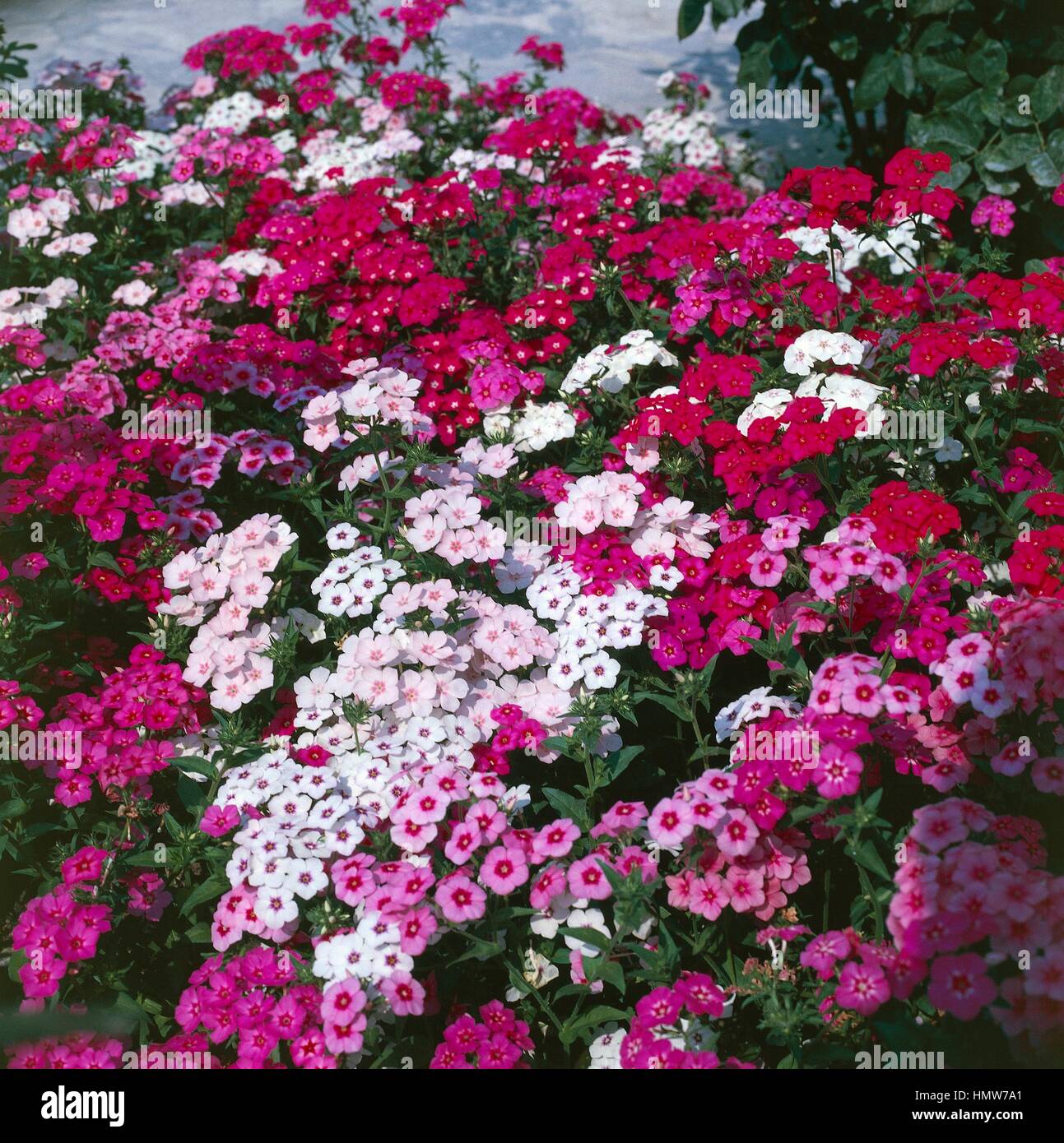 Annual phlox phlox drummondii hi-res stock photography and images - Alamy