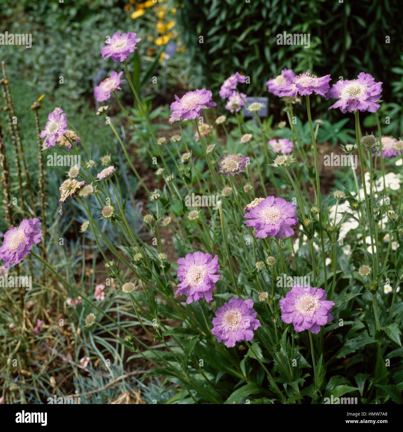 Pincushion-flower or Scabious (Scabiosa caucasica), Caprifoliaceae ...