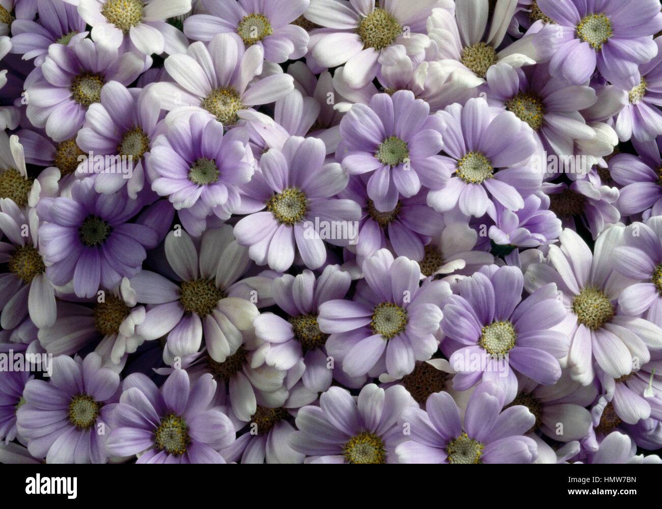 Cineraria (Senecio cruentus, Pericallis cruenta or Pericallis x hybrida ...
