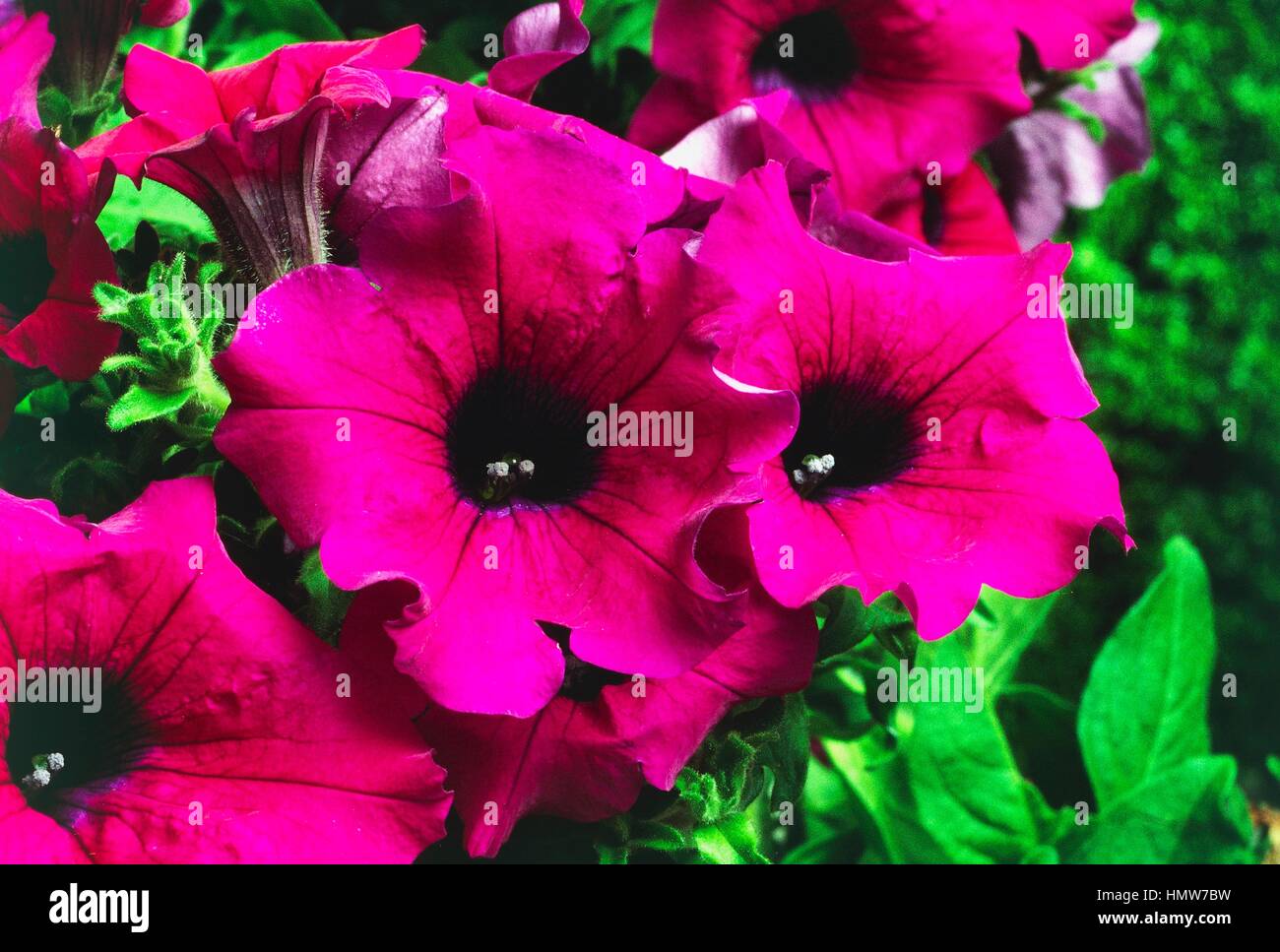 Petunia sp hi-res stock photography and images - Alamy