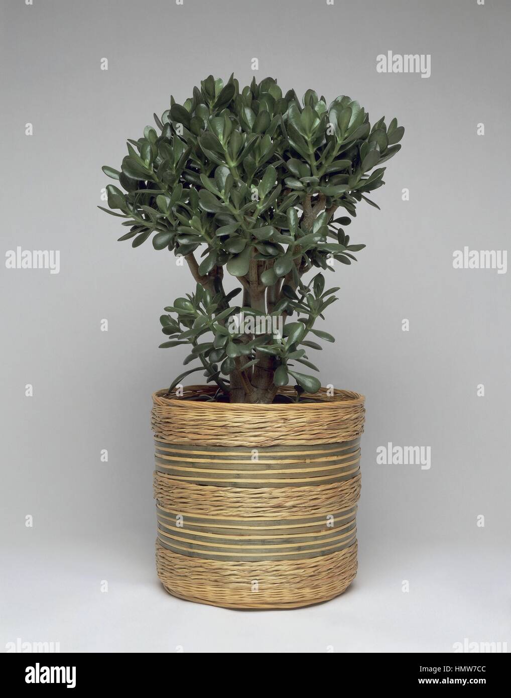 Houseplants - Crassulaceae. Jade plant (Crassula ovata Stock Photo - Alamy