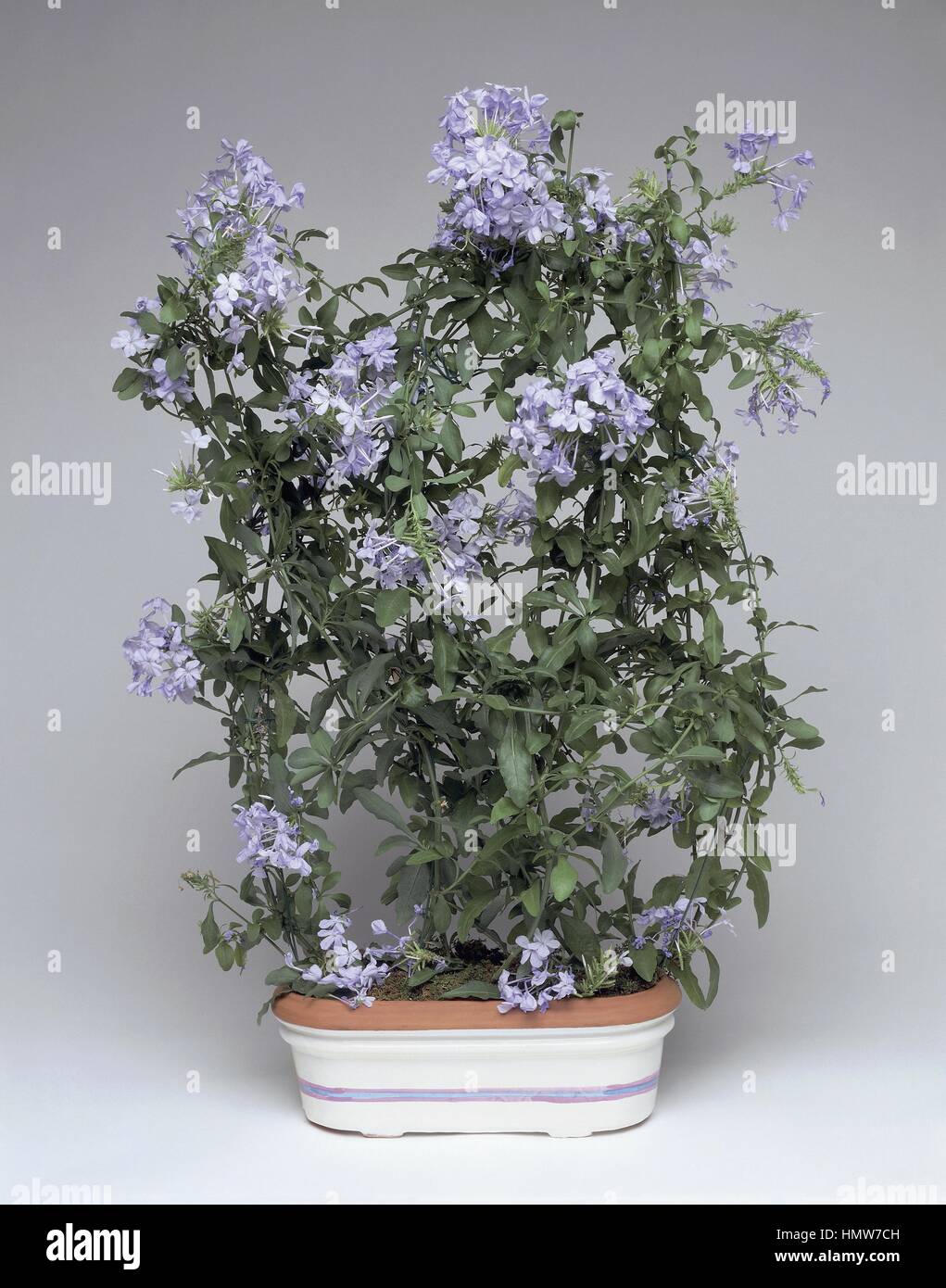Houseplants - Plumbaginaceae. Cape leadwort (Plumbago auriculata Stock ...