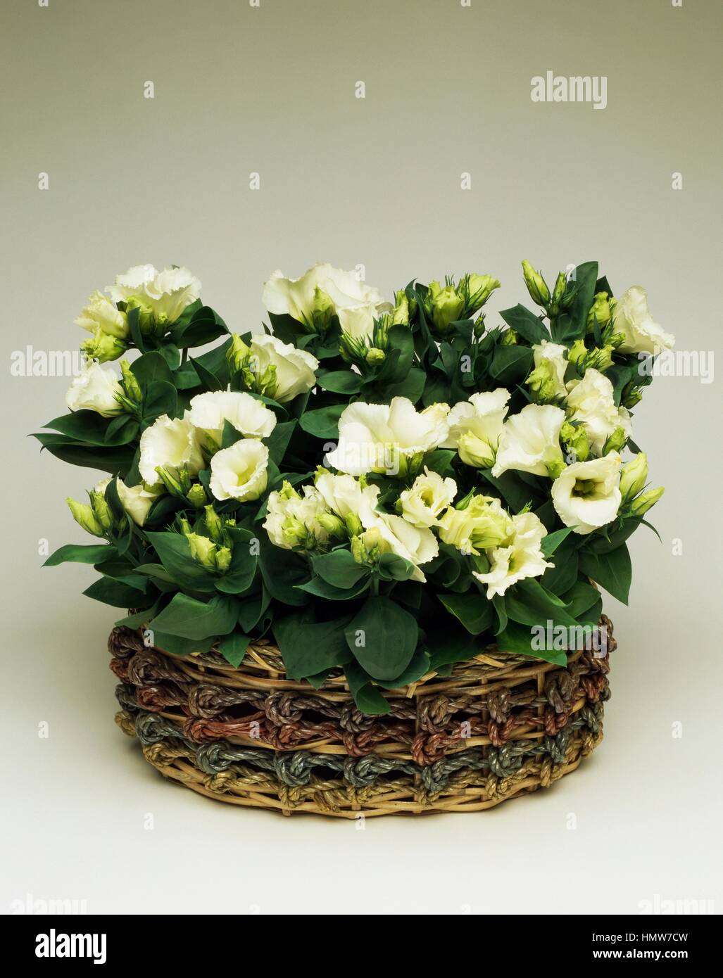 Eustoma russellianum hi-res stock photography and images - Alamy