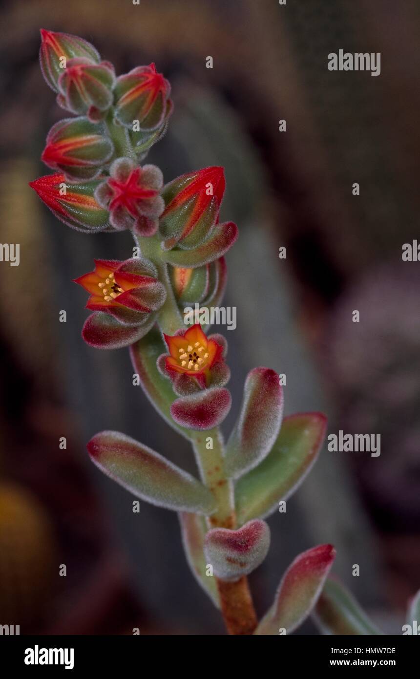 Plush plant (Echeveria pulvinata), Crassulaceae Stock Photo - Alamy