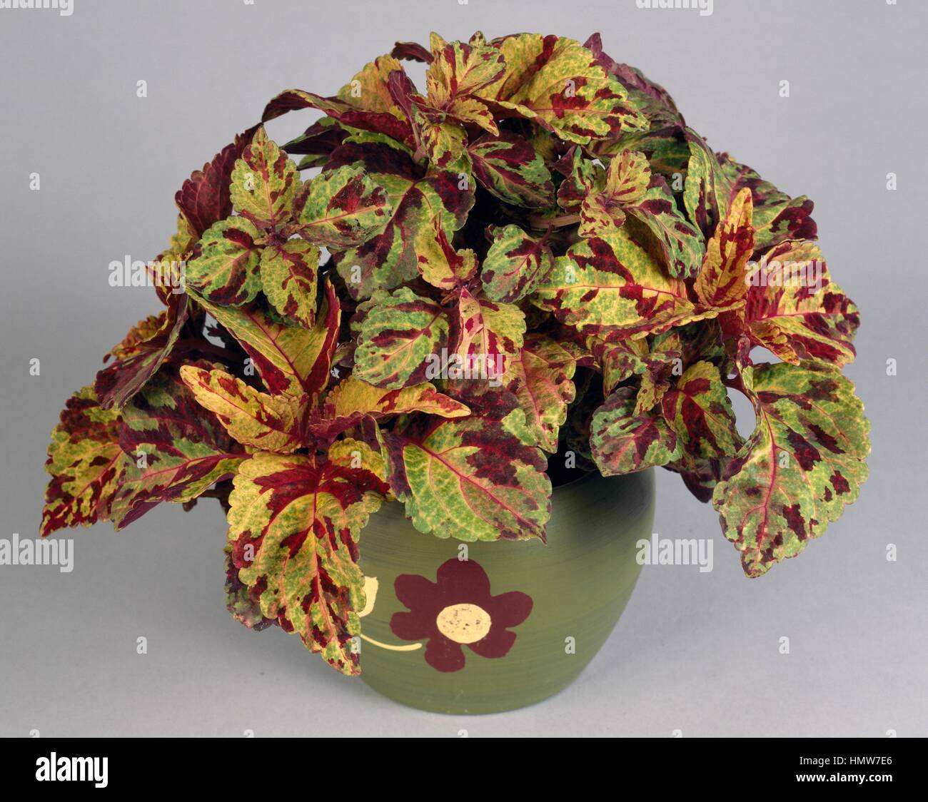 Coleus (Coleus Scarlet poncho), Lamiaceae Stock Photo - Alamy