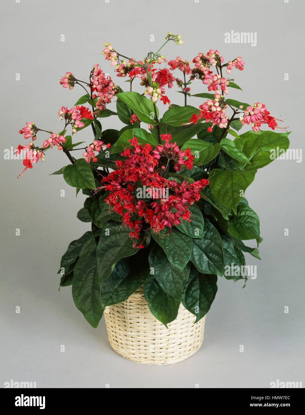 Java glory vine or Heart vine (Clerodendrum speciosum), Verbenaceae ...