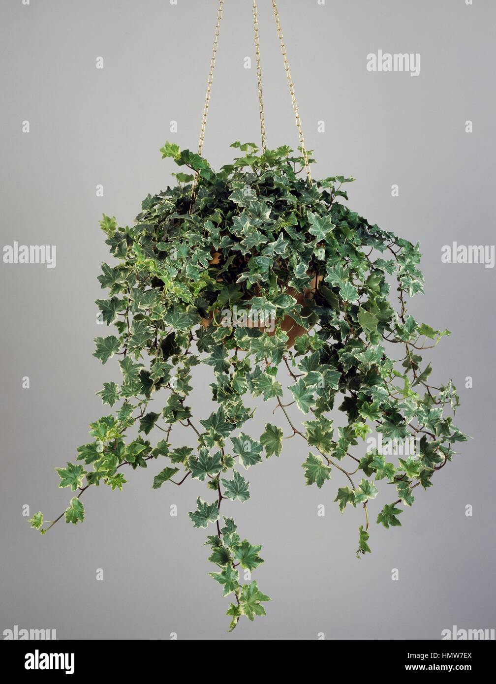 Common ivy, english ivy, european ivy (Hedera helix), Araliaceae Stock ...