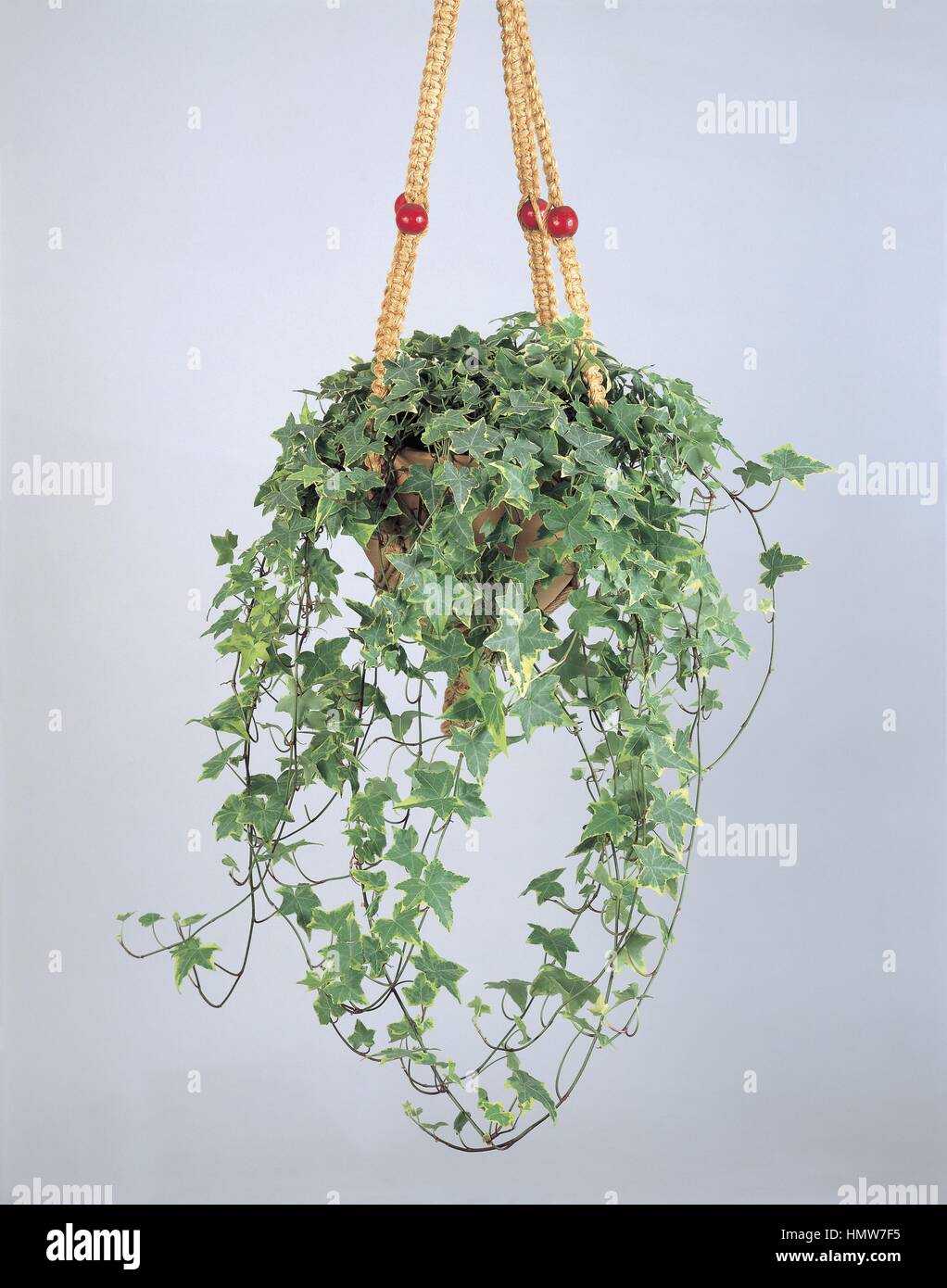 Hedera helix hanging basket hi-res stock photography and images - Alamy