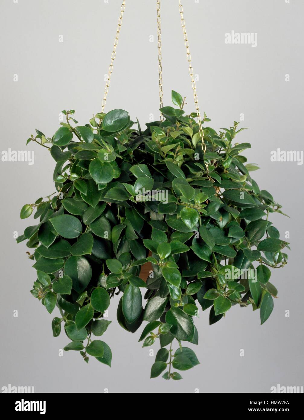 Flying goldfish plant (Columnea sp), Gesneriaceae Stock Photo - Alamy