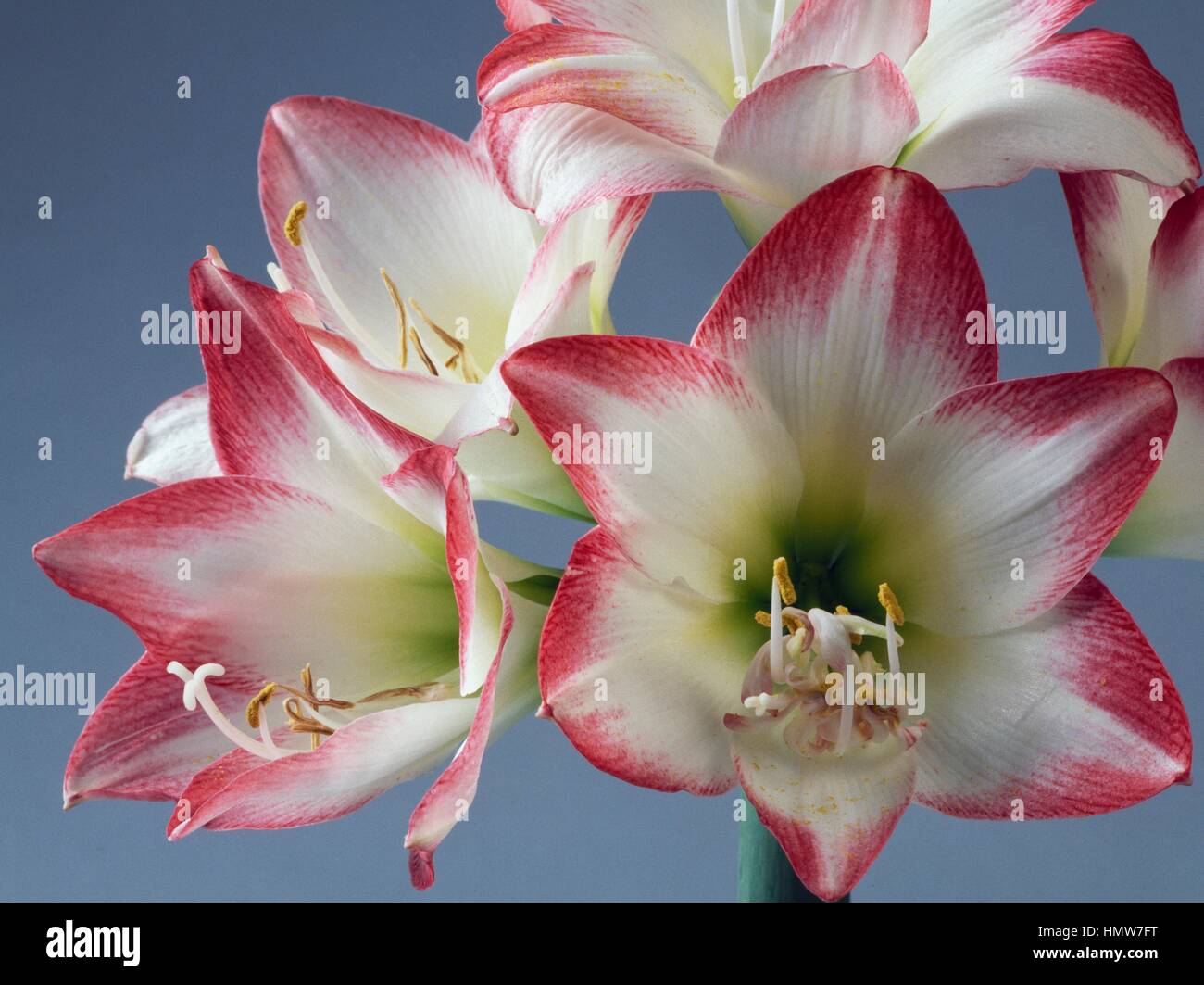 Hippeastrum Apple Blossom, Amaryllidaceae Stock Photo - Alamy