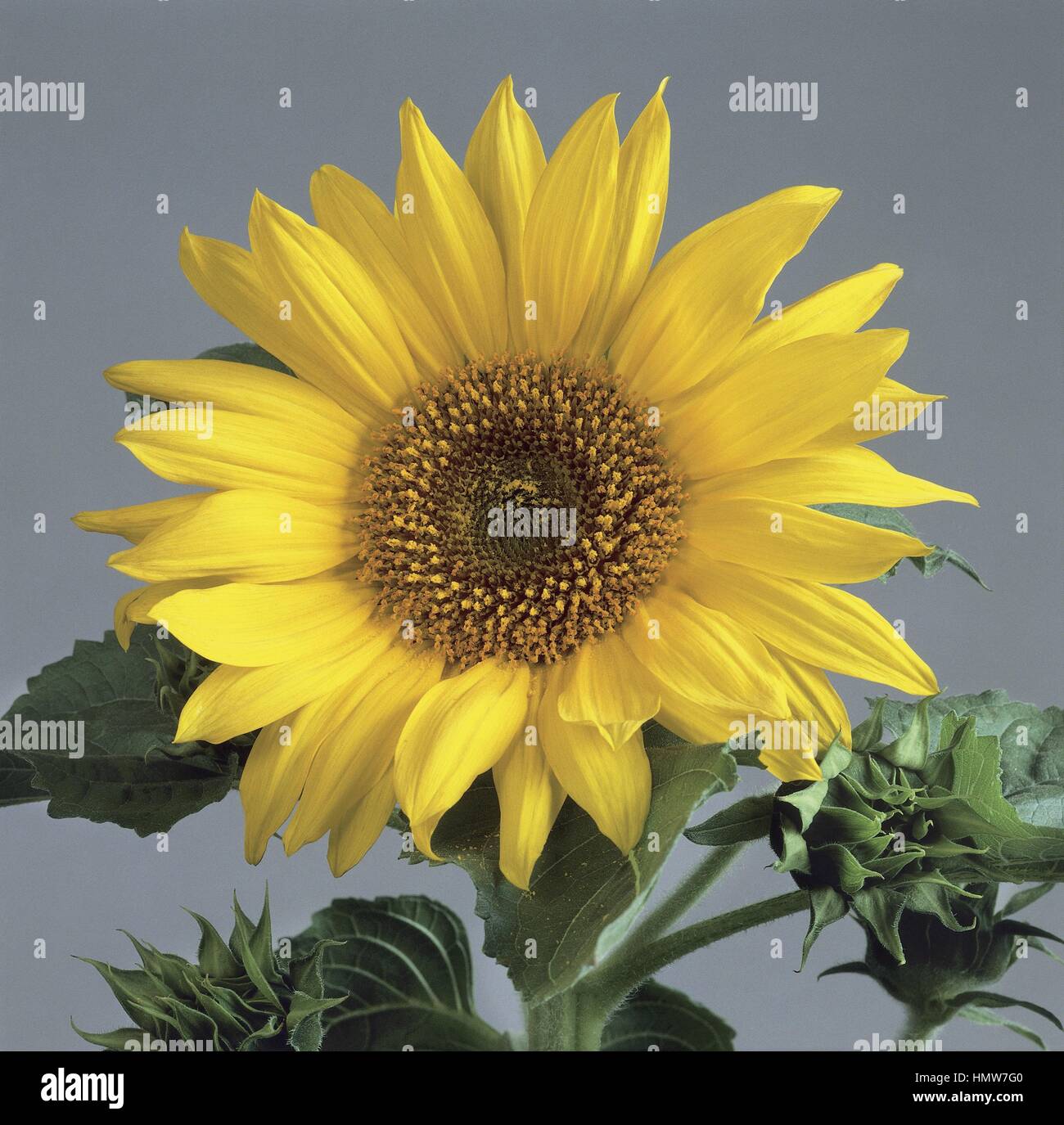 Botany - Asteraceae. Chrysanthemum flowered sunflower (Helianthus ...