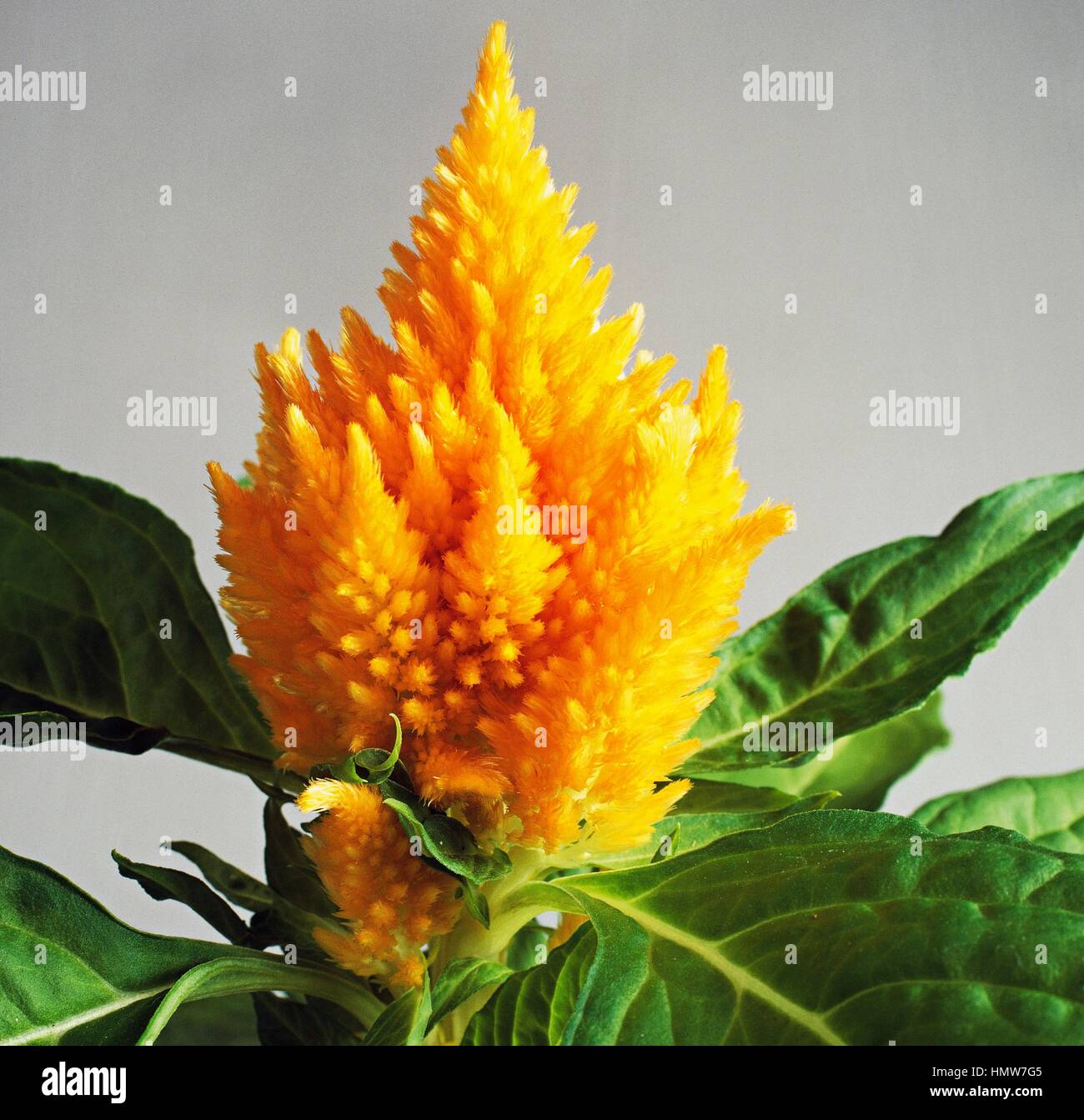 Cockscomb (Celosia cristata), Amarantaceae Stock Photo - Alamy
