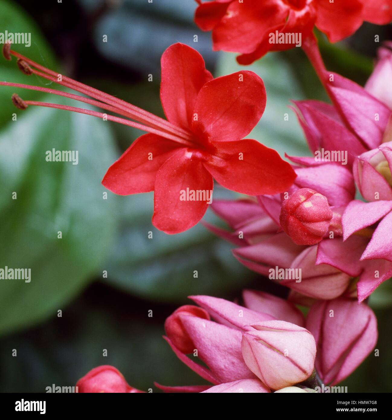 Red bleeding heart vine or Java glory vine (Clerodendrum speciosum ...