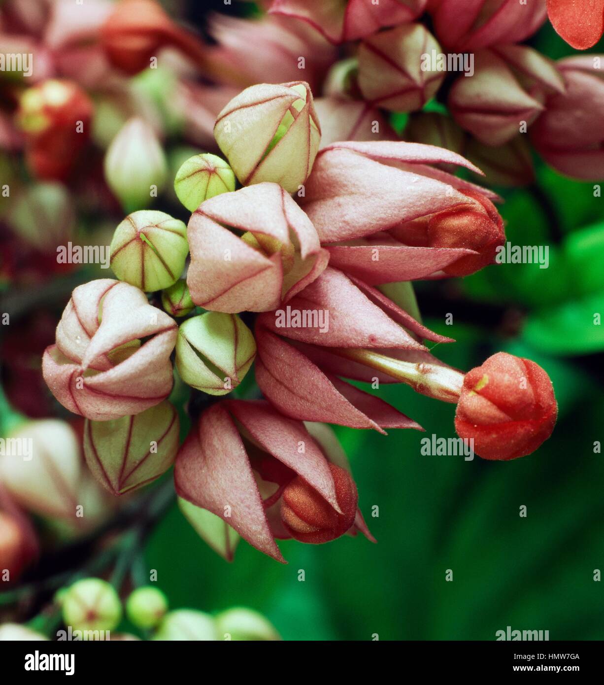 Red bleeding heart vine, Java glory vine (Clerodendrum speciosum ...