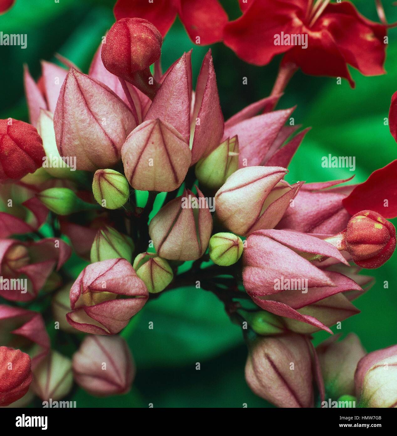 Red bleeding heart vine, Java glory vine (Clerodendrum speciosum ...