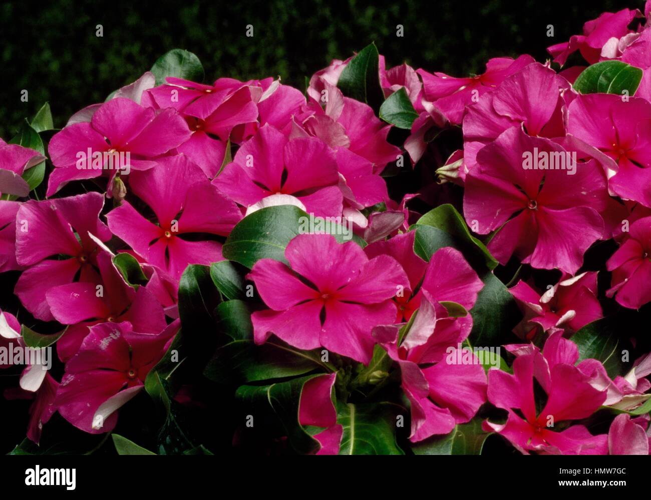 Madagascar Periwinkle (Catharanthus roseus or Vinca catharanthus ...