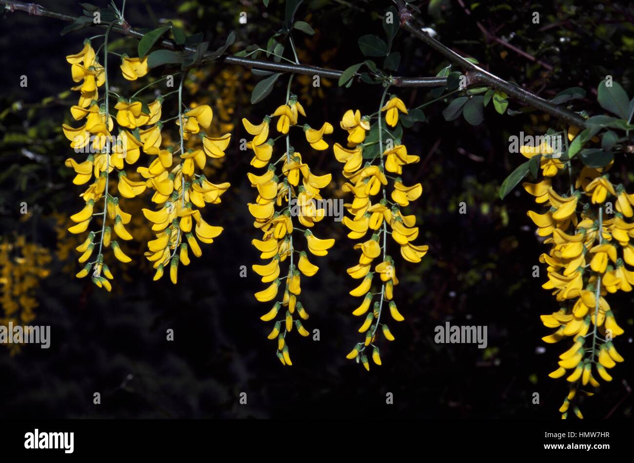 Laburnum branch in bloom (Cytisus laburnum), Fabaceae-Leguminosae Stock ...