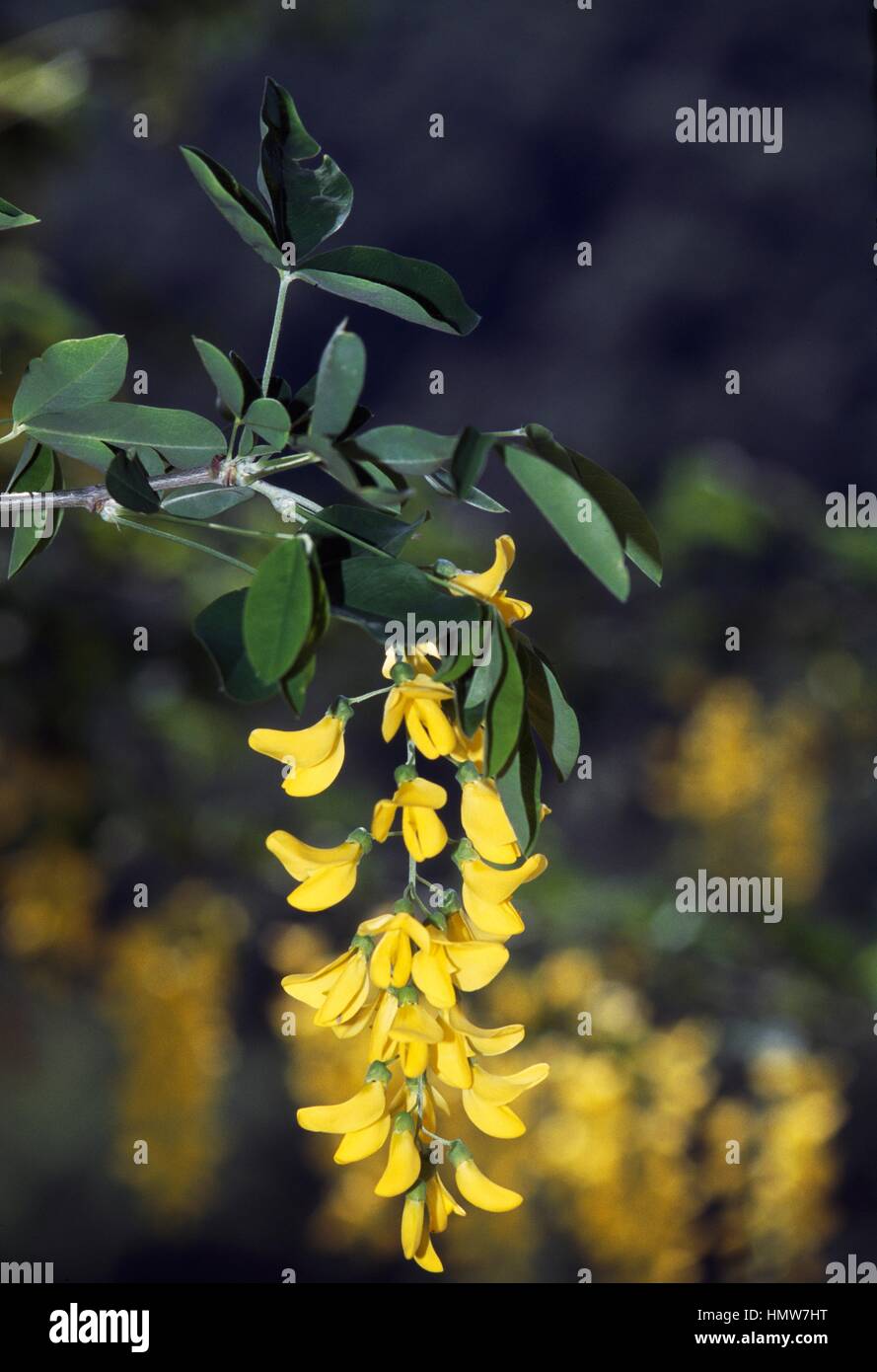 Laburnum branch in bloom (Cytisus laburnum), Fabaceae-Leguminosae ...