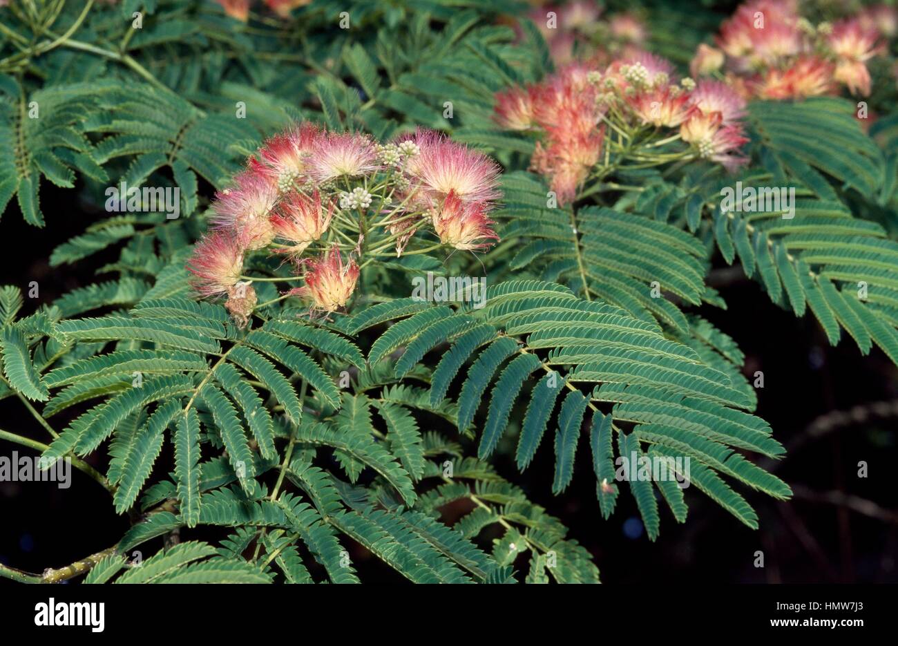 Flowering branches of Persian Silk tree or Pink Siris (Albizia ...