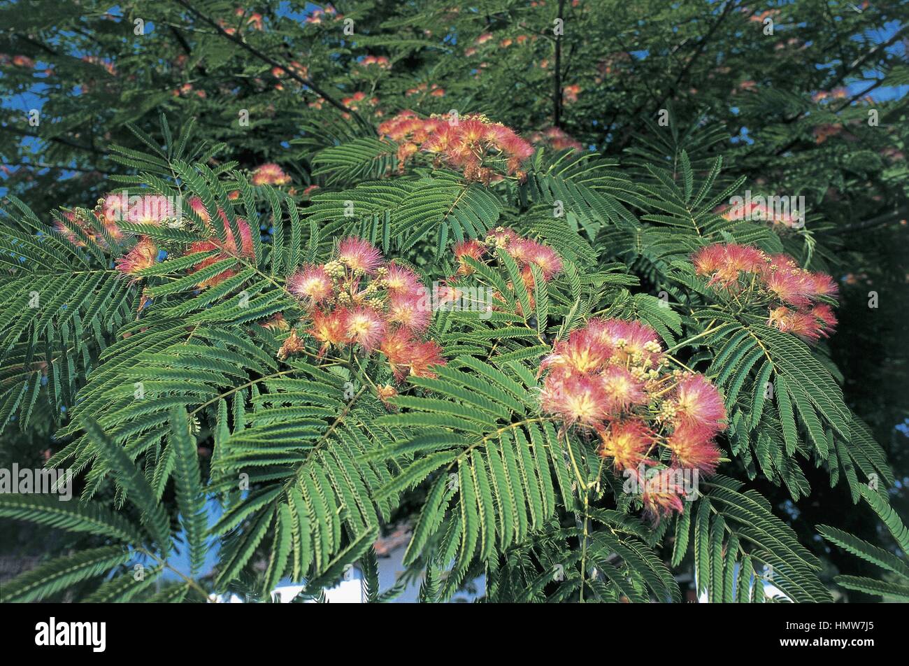 Botany - Trees - Fabaceae. Silktree (Albizia julibrissin). Flowers and ...
