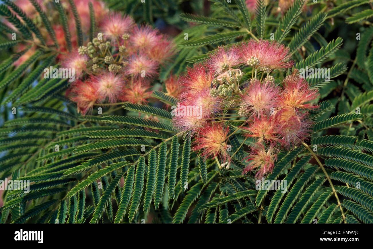 Flowering branches of Persian Silk tree or Pink Siris (Albizia ...