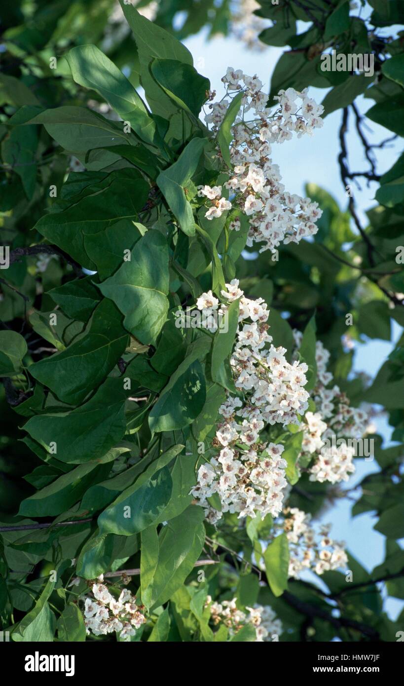 Flowering branches of Southern Catalpa or Cigartree (Catalpa ...