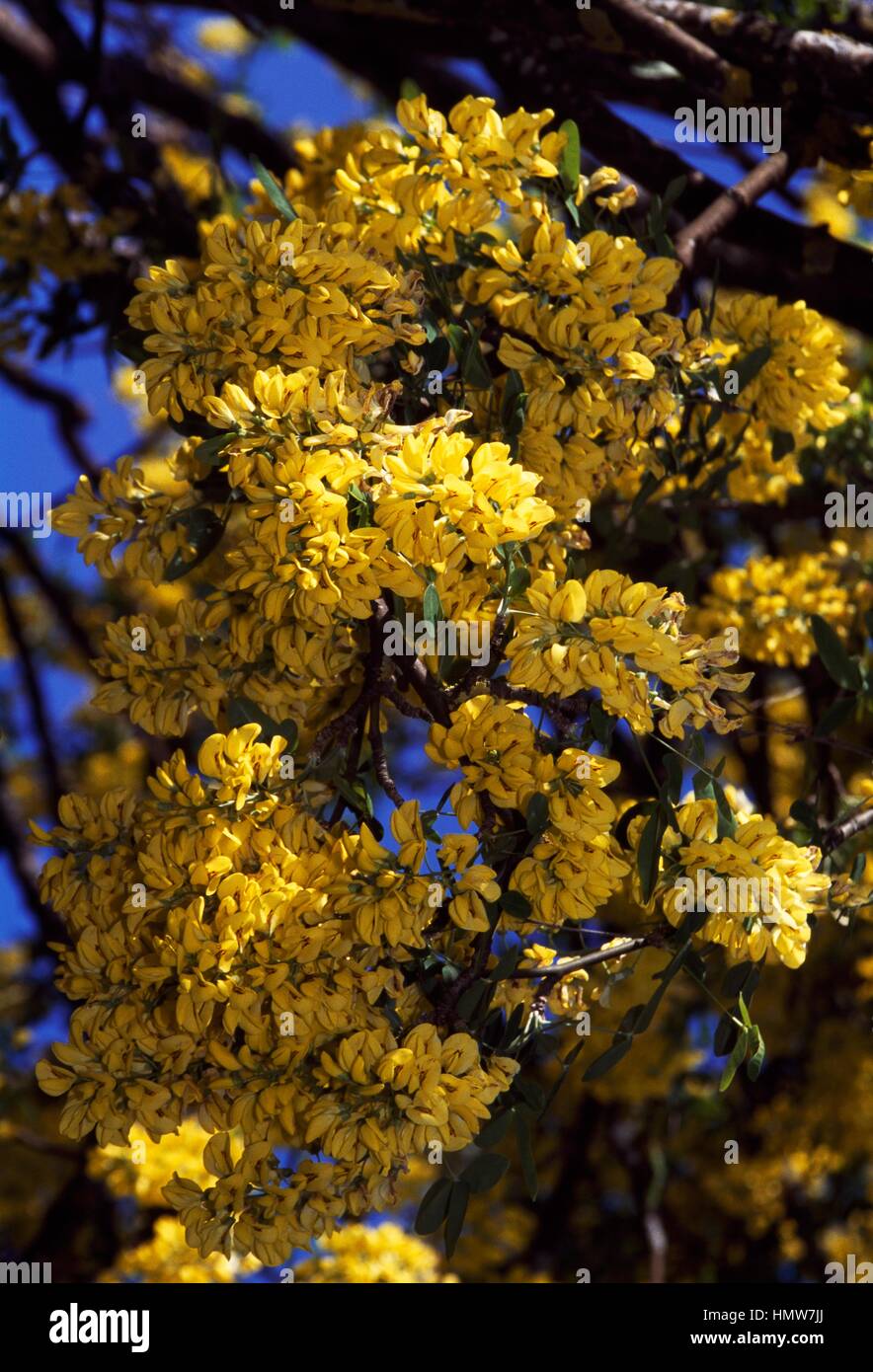 Laburnum in bloom (Cytisus laburnum), Fabaceae-Leguminosae Stock Photo ...