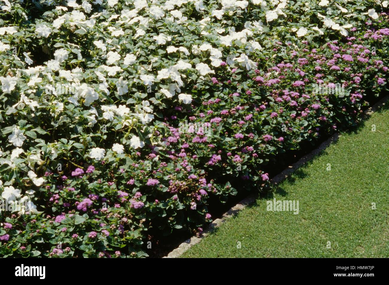 Summer bloom in a border Stock Photo - Alamy