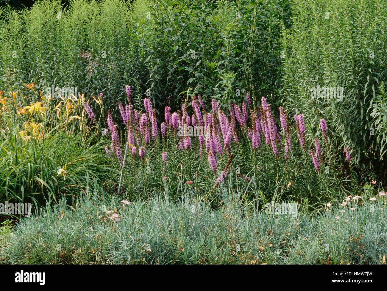 Summer bloom in a border Stock Photo - Alamy