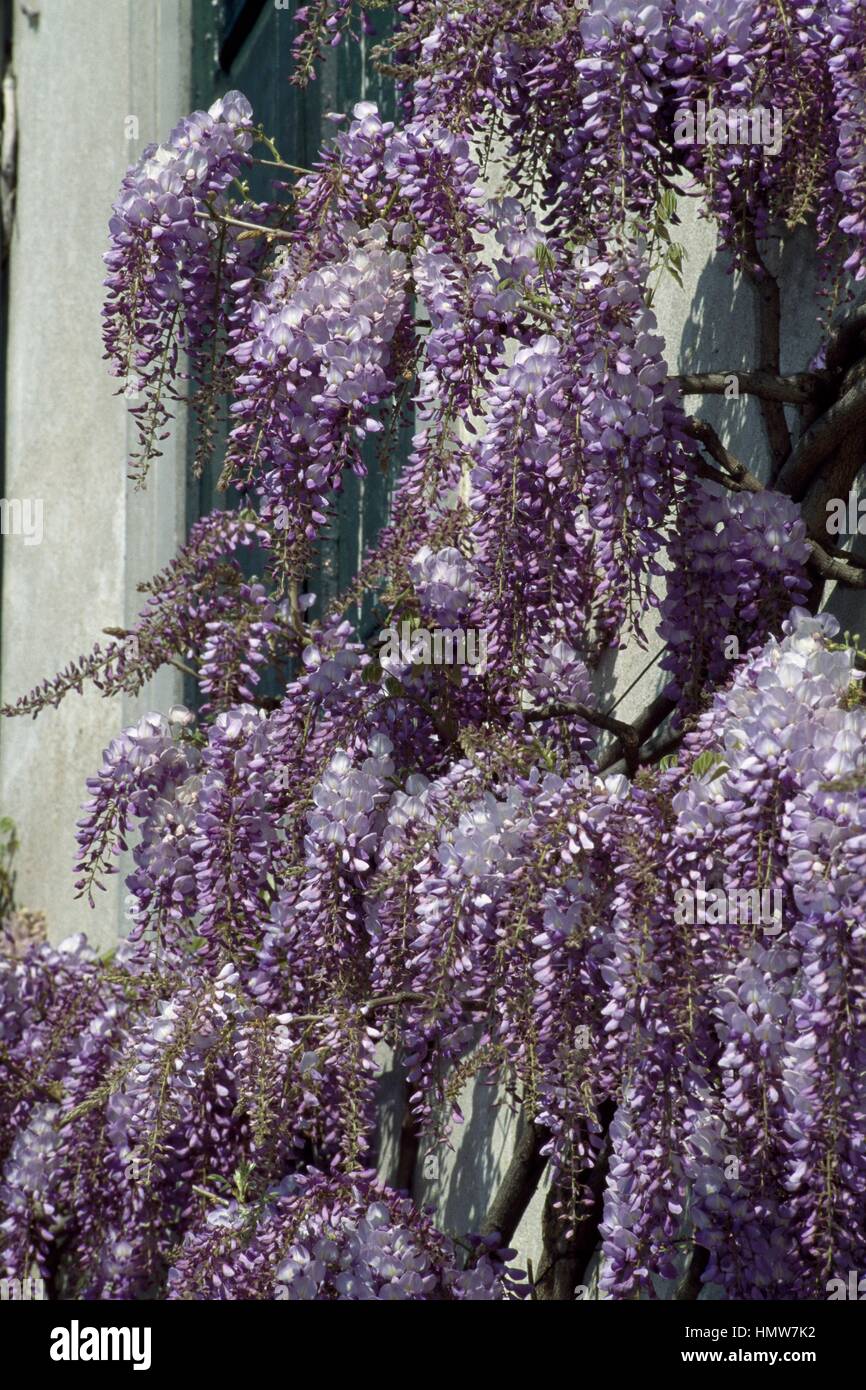 Hanging purple wisteria vertical hi-res stock photography and images ...