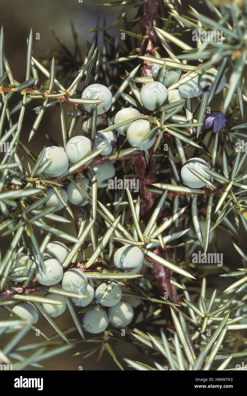 Botany - Trees - Cupressaceae - Common Juniper (Juniperus communis ...