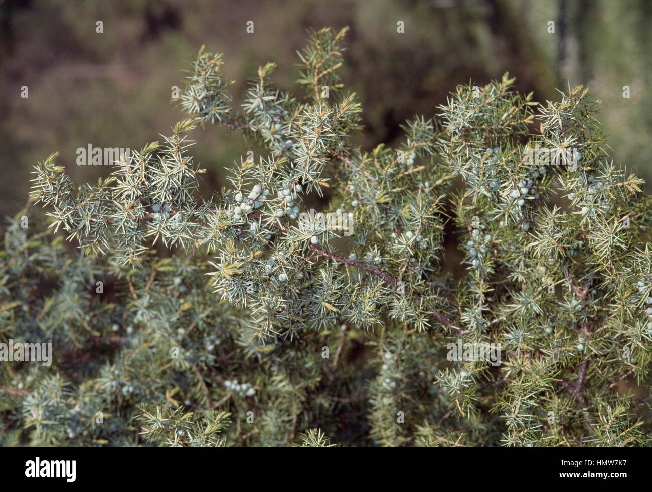 Branches of Common Juniper (Juniperus communis), Cupressaceae Stock ...