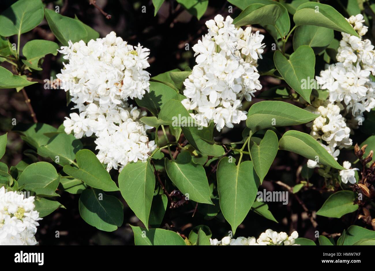 Lilac or Common Lilac (Syringa vulgaris), Oleaceae Stock Photo - Alamy