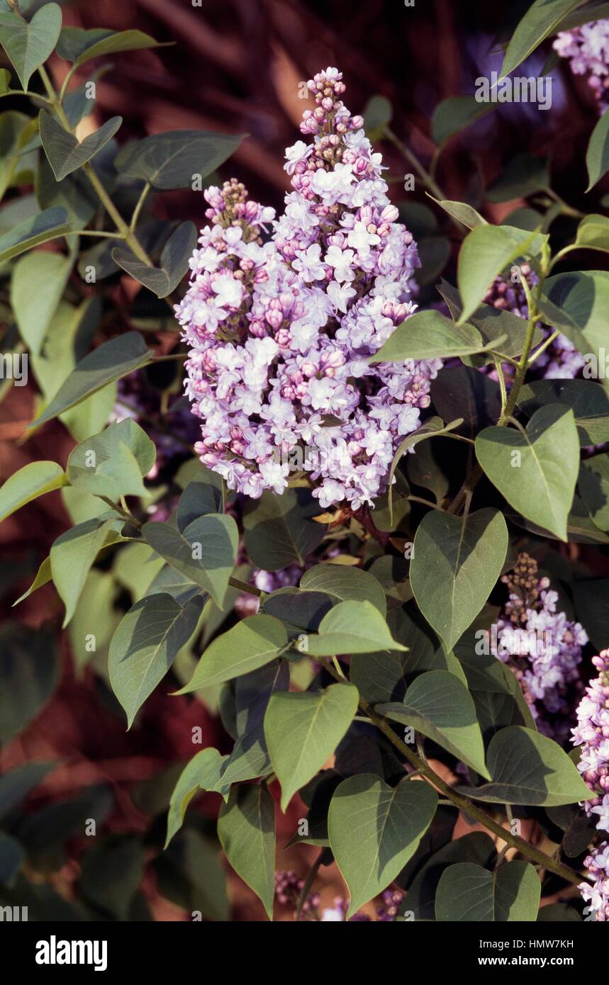 Lilac or Common Lilac (Syringa vulgaris), Oleaceae Stock Photo - Alamy