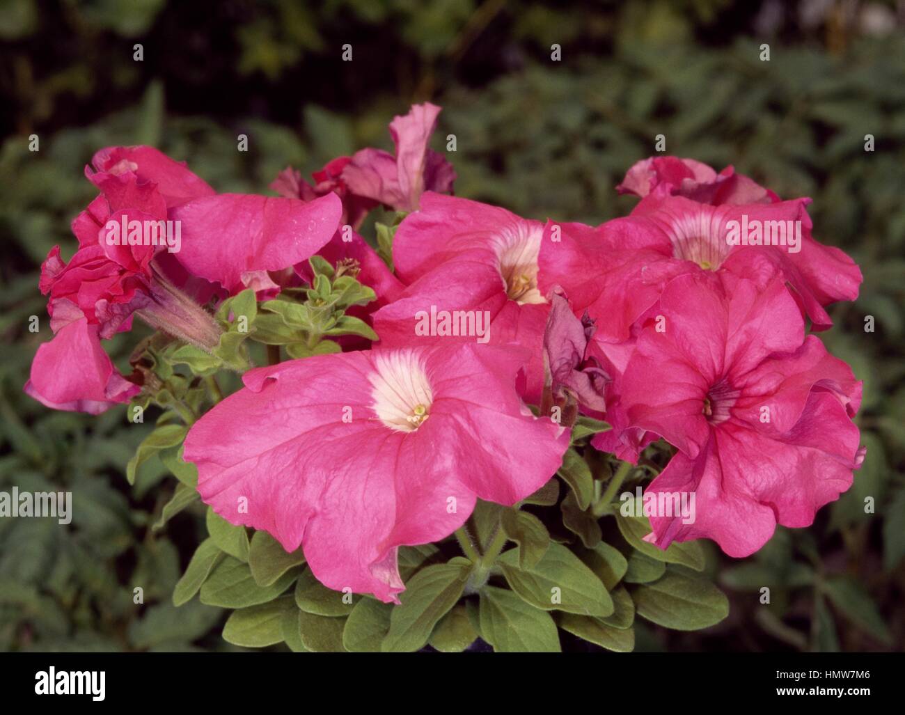 Petunia sp hi-res stock photography and images - Alamy