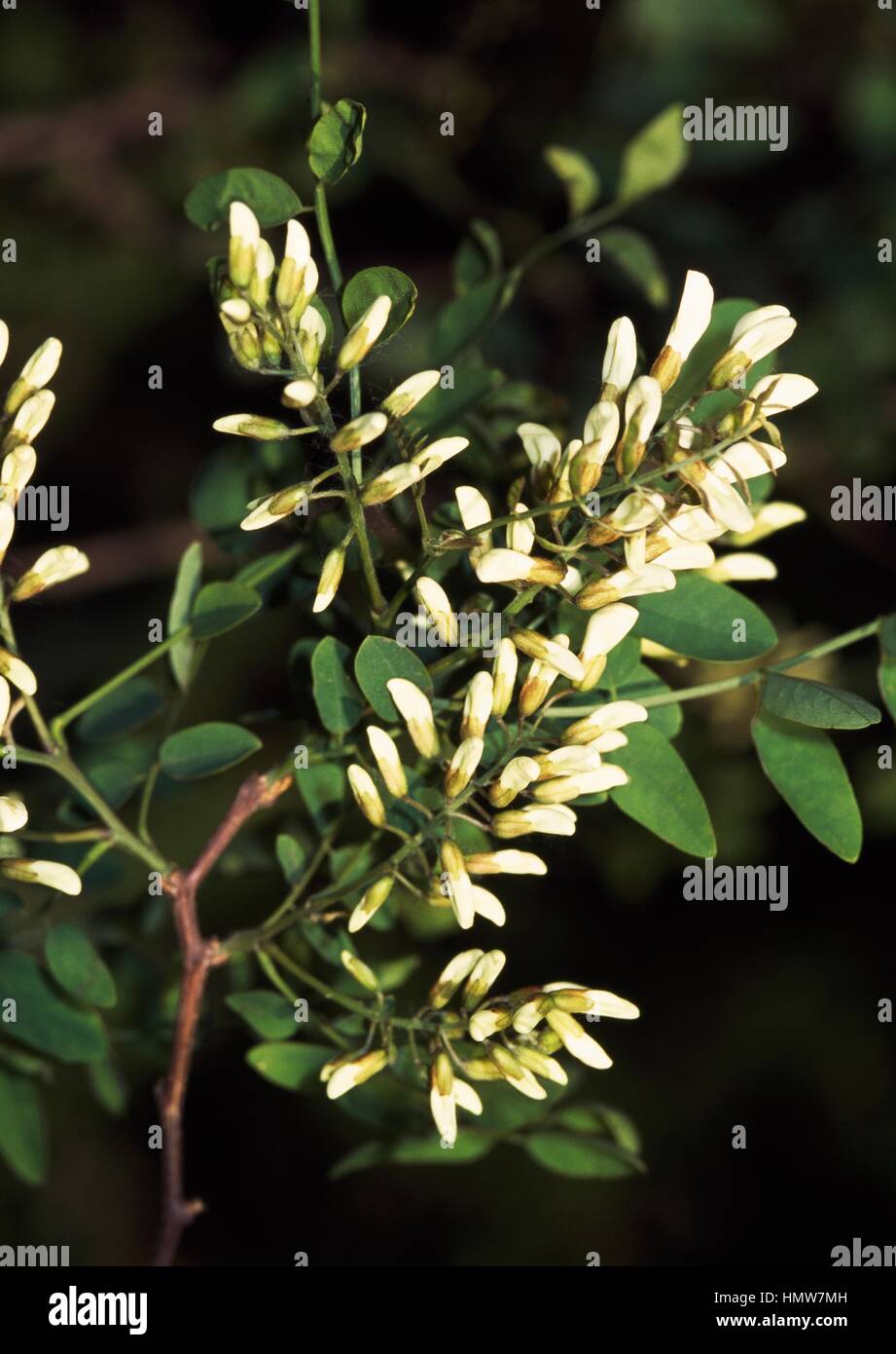 Locust leaves and flowers (Robinia pseudoacacia), Fabaceae-Leguminosae ...