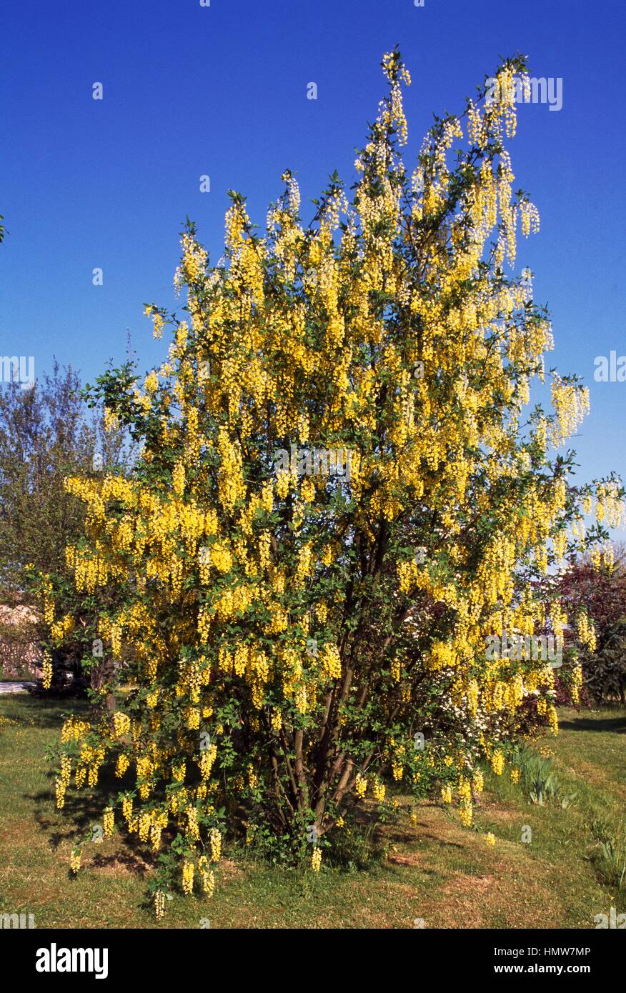 Laburnum cytisus laburnum hi-res stock photography and images - Alamy