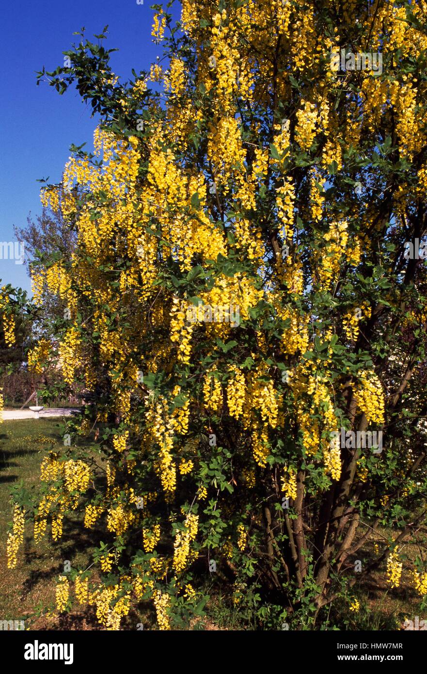 Laburnum cytisus laburnum hi-res stock photography and images - Alamy