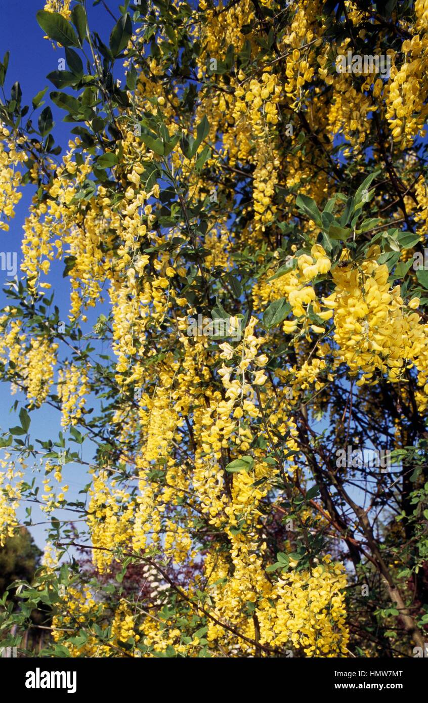 Common Laburnum (Laburnum anagyroides), Fabaceae Stock Photo - Alamy