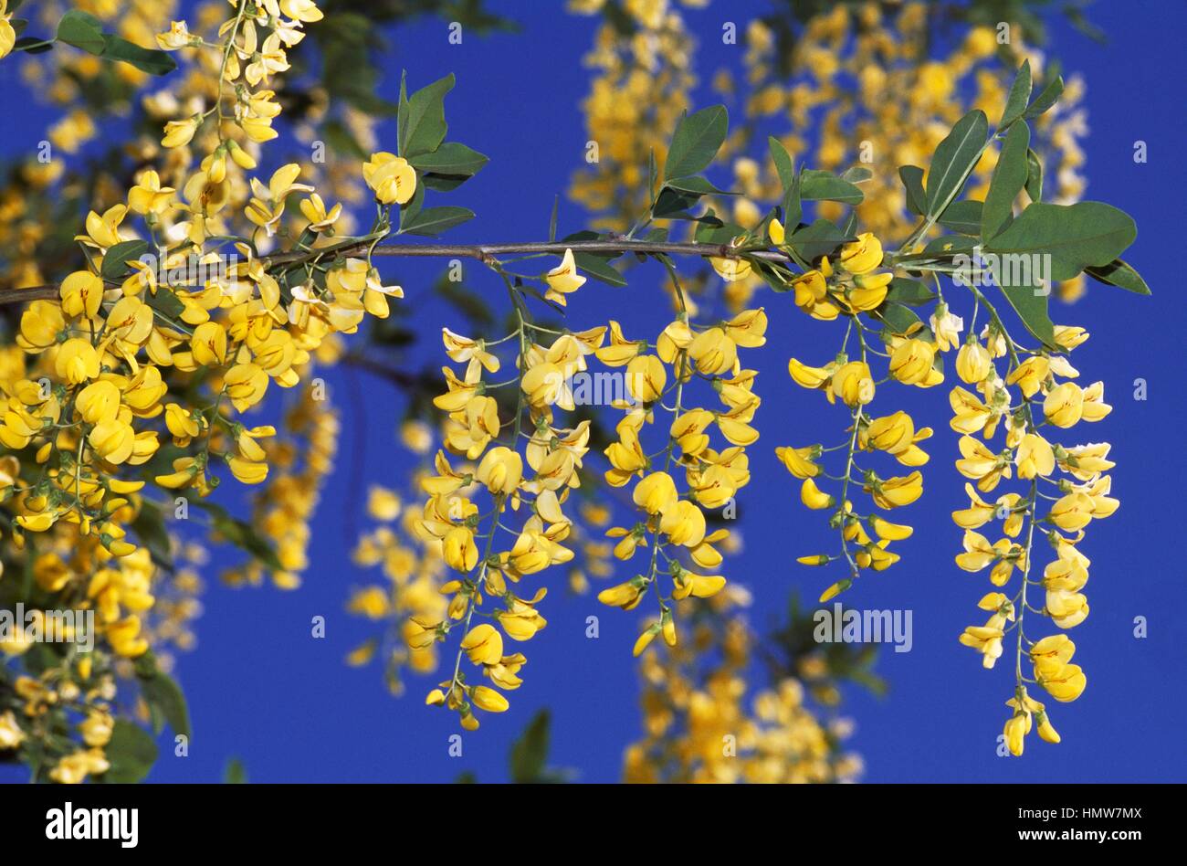 Laburnum branch in bloom (Cytisus laburnum), Fabaceae-Leguminosae ...