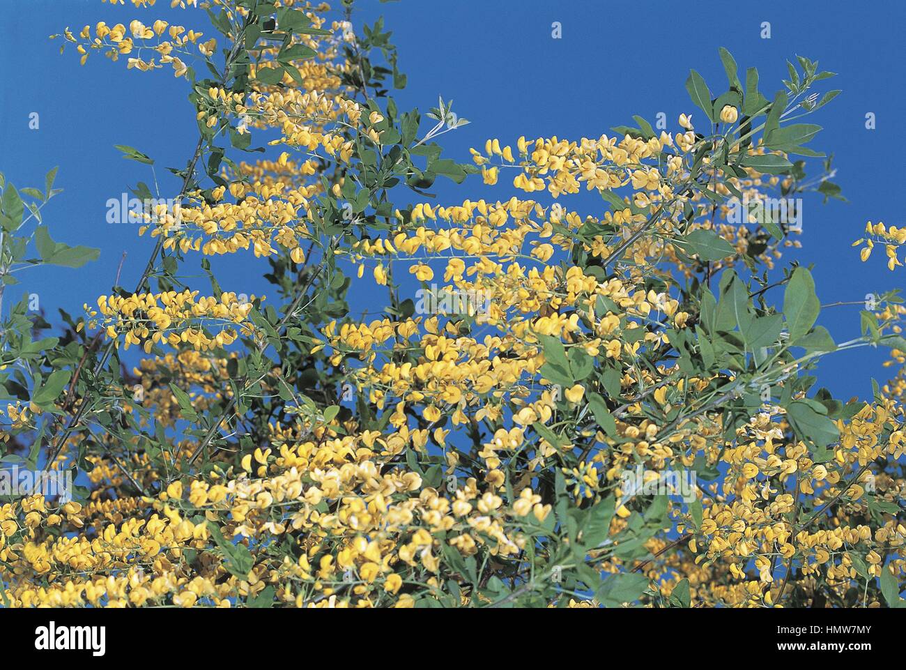 Golden chain flower hi-res stock photography and images - Alamy