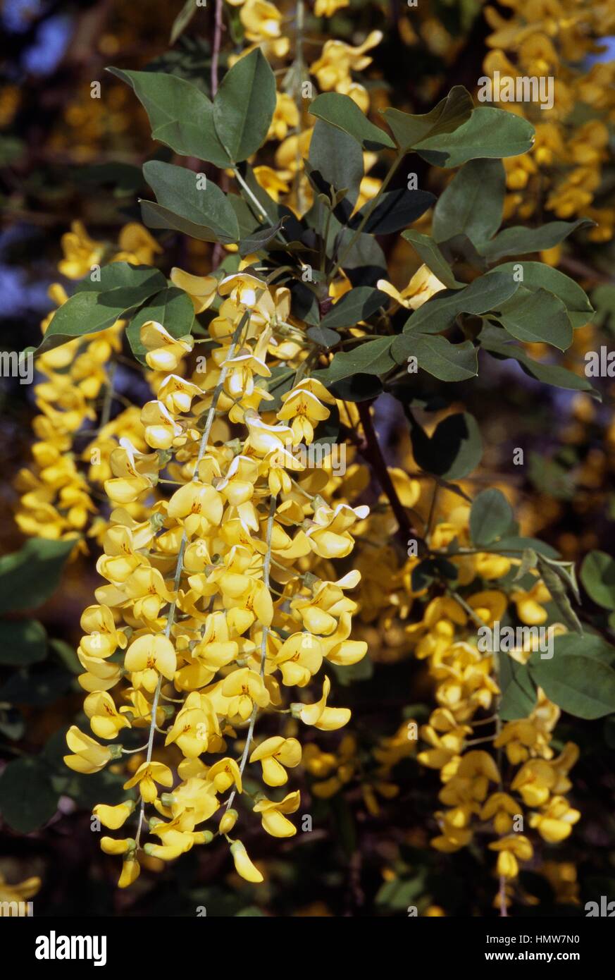 Common Laburnum (Laburnum anagyroides), Fabaceae Stock Photo - Alamy