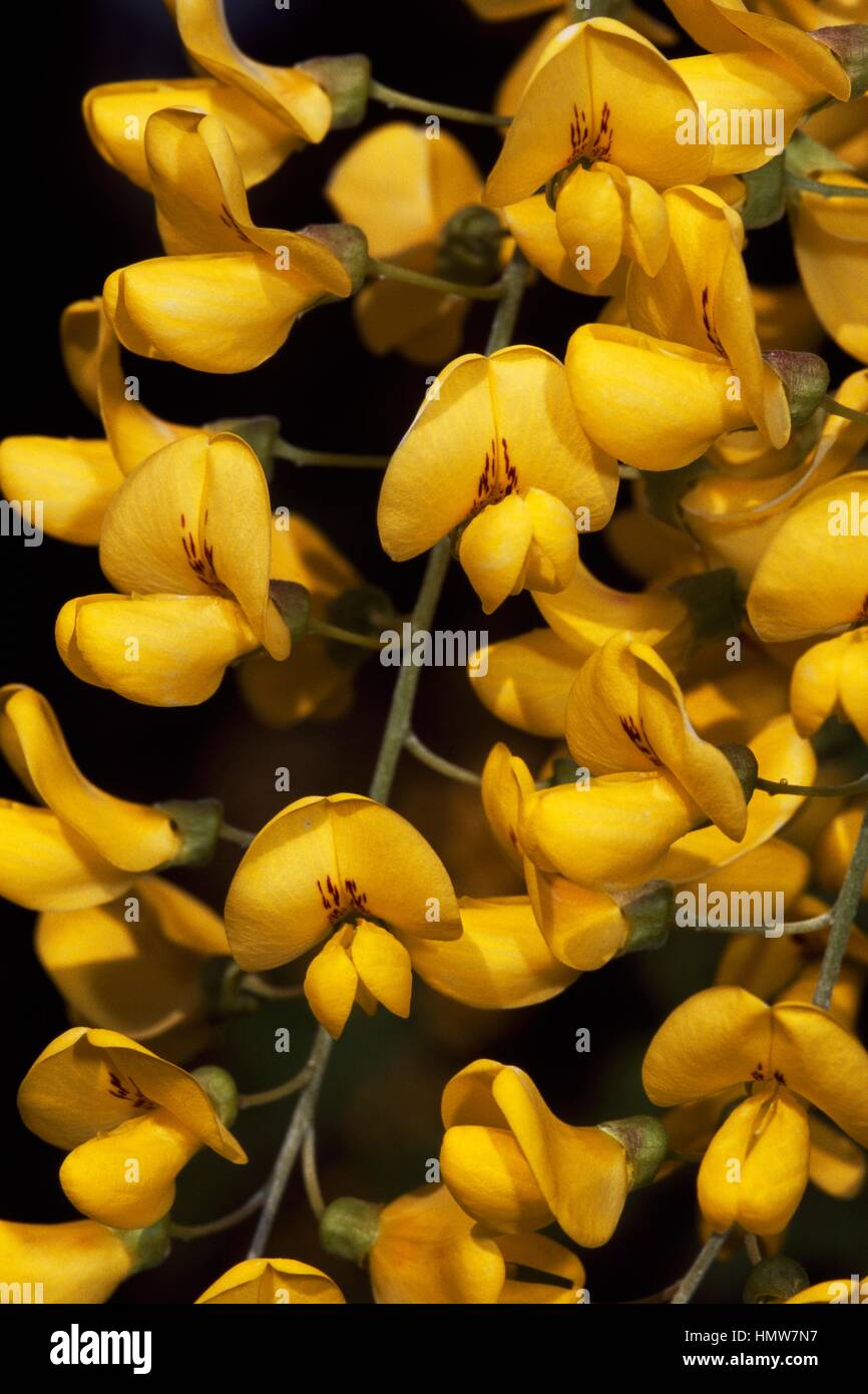Laburnum in bloom (Cytisus laburnum), Fabaceae-Leguminosae. Detail ...