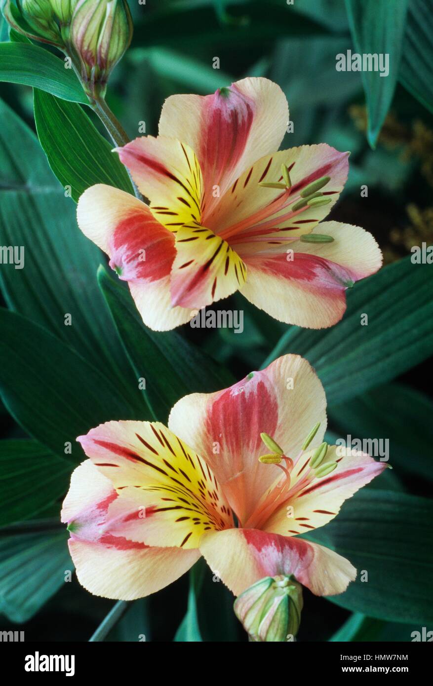 Alstroemeria Natasja, Alstroemeriaceae Stock Photo - Alamy